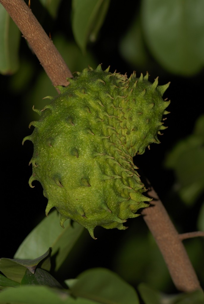 Graviola (Annona muricata)