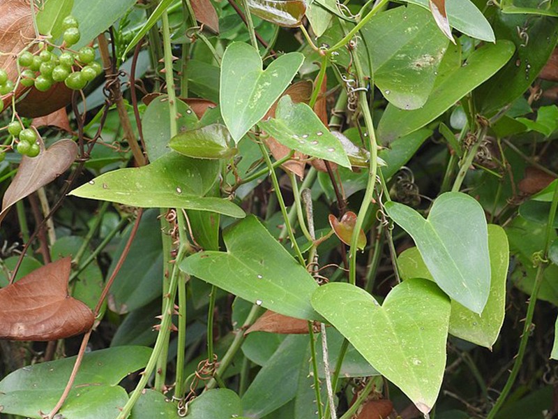 Salsaparrilha: benefícios e como tomar