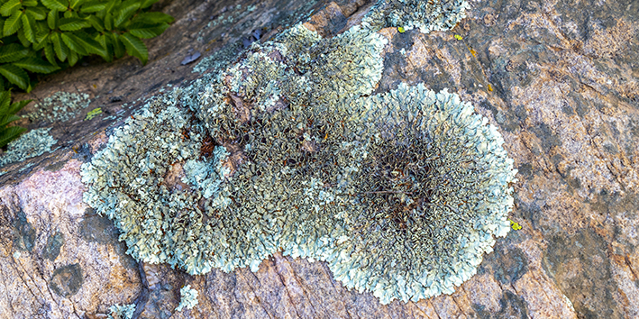 Xanthoparmelia scabrosa: O que é e para que serve