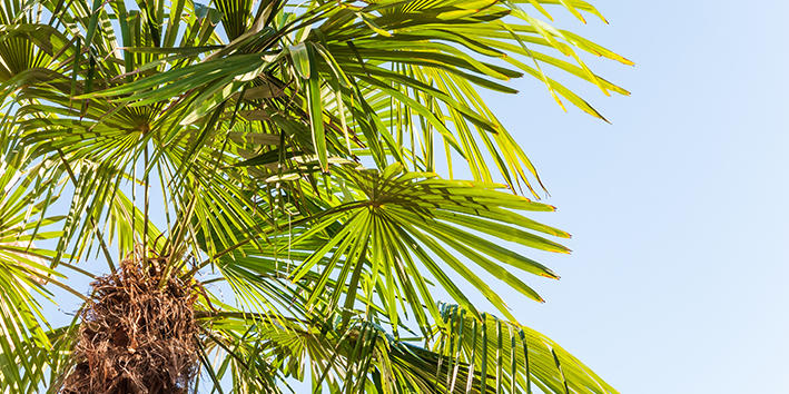 Sabal ou Saw palmetto: para que serve e como tomar
