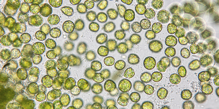 Chlorella: para que serve e como tomar