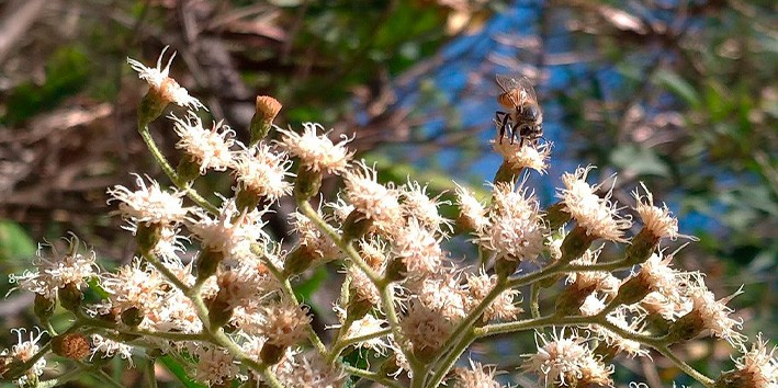Assa-Peixe: benefícios e efeitos colaterais