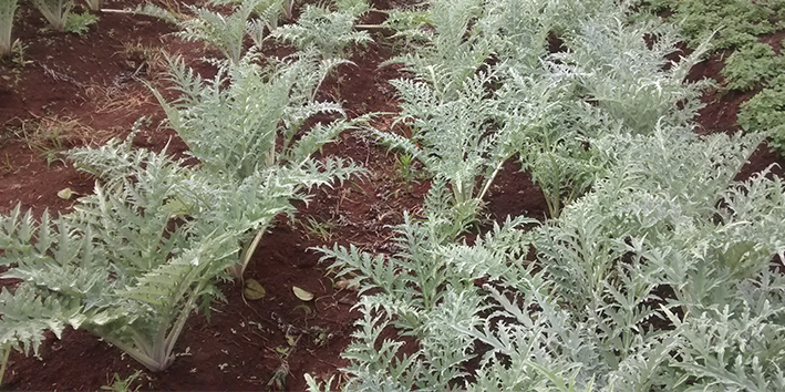 Alcachofra: para que serve e como tomar