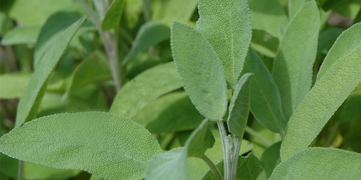 Sálvia: benefícios e como usar