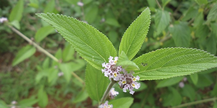 Lipia (Lippia alba) é sedativa e antidepressiva