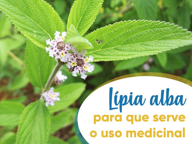 Lípia alba: para que serve o uso medicinal