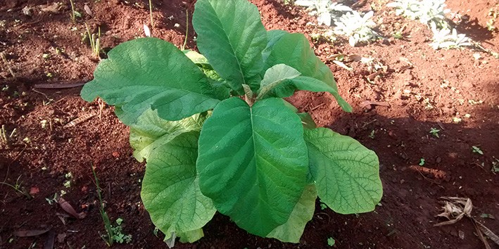 Panaceia: O que é e para que serve