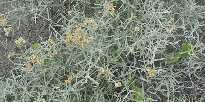 Macela: O que é e como fazer o chá