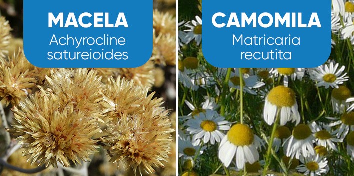 Macela: O que é e como fazer o chá