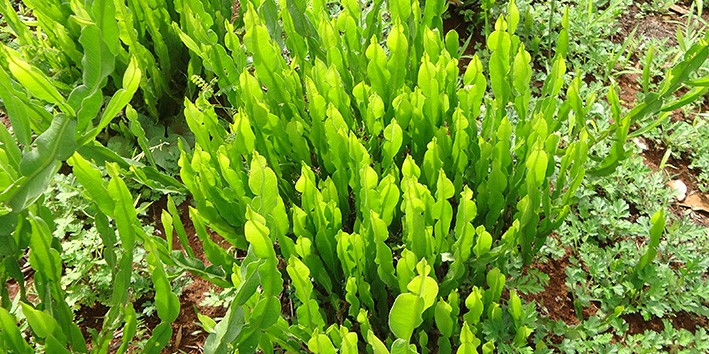 Carqueja: Para que serve e benefícios