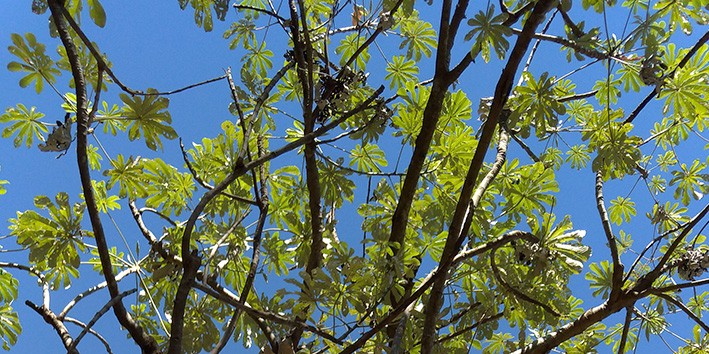 Embaúba: para que serve e onde comprar