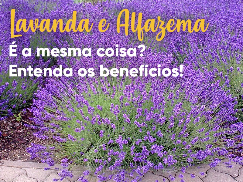 Lavanda e Alfazema: É a mesma coisa? Entenda os benefícios!