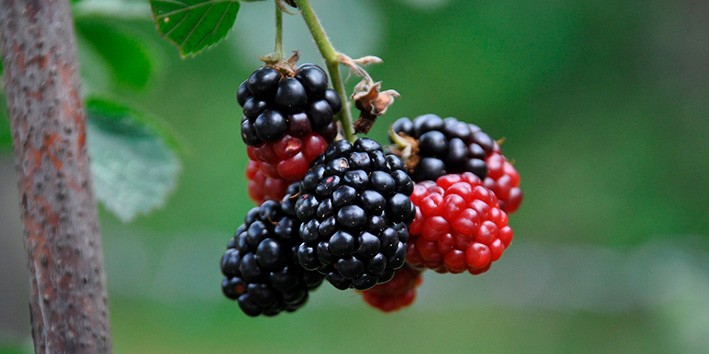 Amora: Para que serve e benefícios