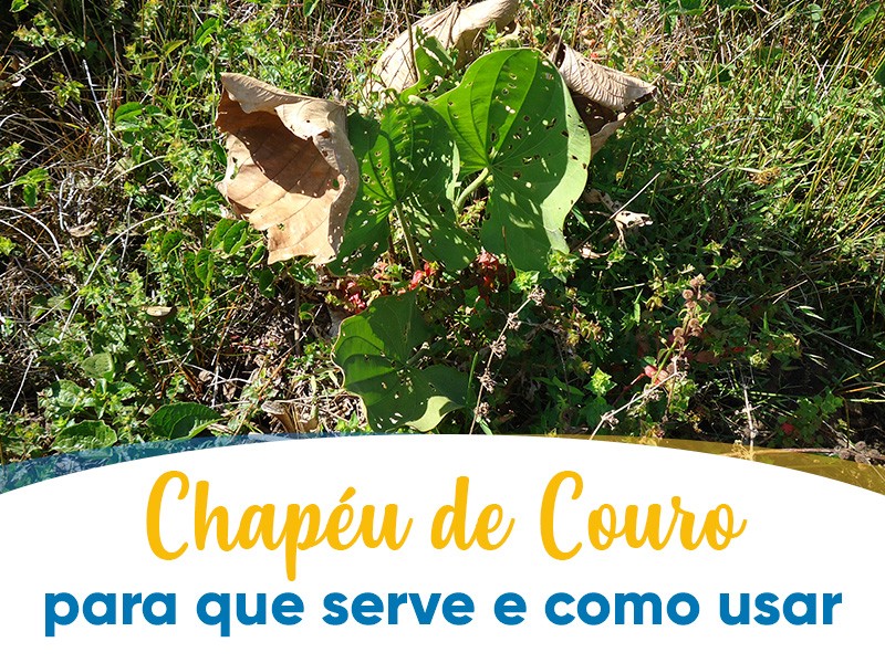 Chapéu de Couro: para que serve e como usar