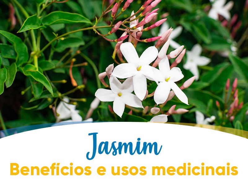 Jasmim: benefícios e usos medicinais