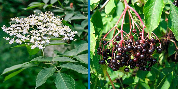 Sabugueiro: é planta medicinal? Entenda para que serve