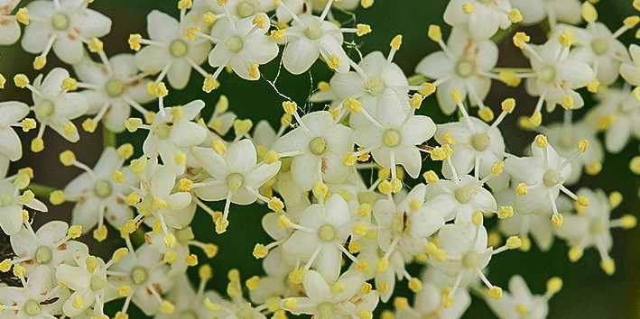 Sabugueiro: é planta medicinal? Entenda para que serve