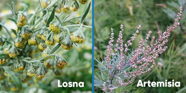 Losna é um ótimo vermífugo, a Losna também é utilizada no tratamento de ...