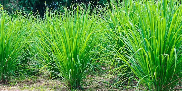 Capim-limão: benefícios e uso na aromaterapia