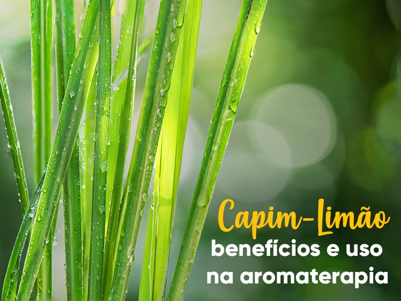 Capim-limão: benefícios e uso na aromaterapia