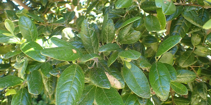 Boldo-do-Chile é o boldo verdadeiro? Confira para que serve e todos os ...