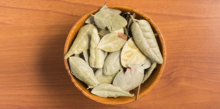 Boldo-do-Chile é o boldo verdadeiro? Confira para que serve e todos os ...