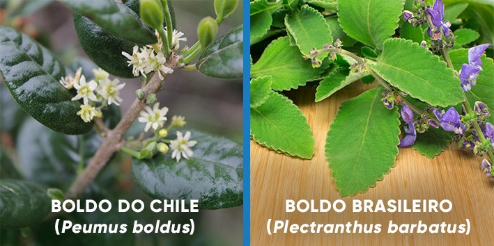 Boldo-do-Chile é o boldo verdadeiro? Confira para que serve e todos os ...