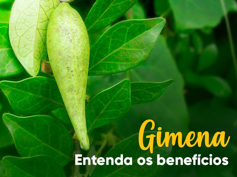 Gymnema sylvestre ajuda na diabetes e emagrece? Entenda os benefícios!