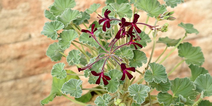 Pelargonium sidoides: benefícios e contraindicações