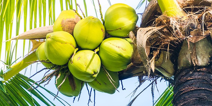 Coco faz bem? Entenda o uso medicinal dessa fruta!