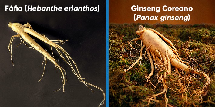 Fáfia ou Ginseng brasileiro: Entenda para que serve e seus benefícios!