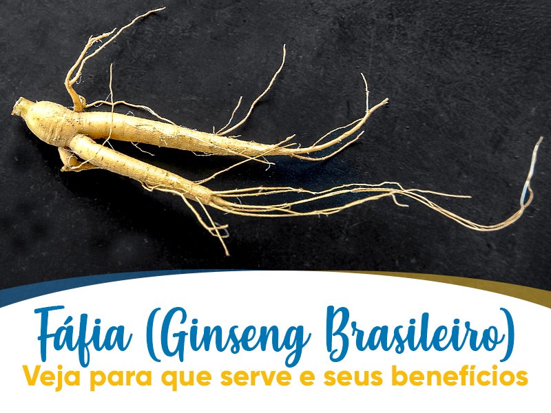 Fáfia ou Ginseng brasileiro: Entenda para que serve e seus benefícios!