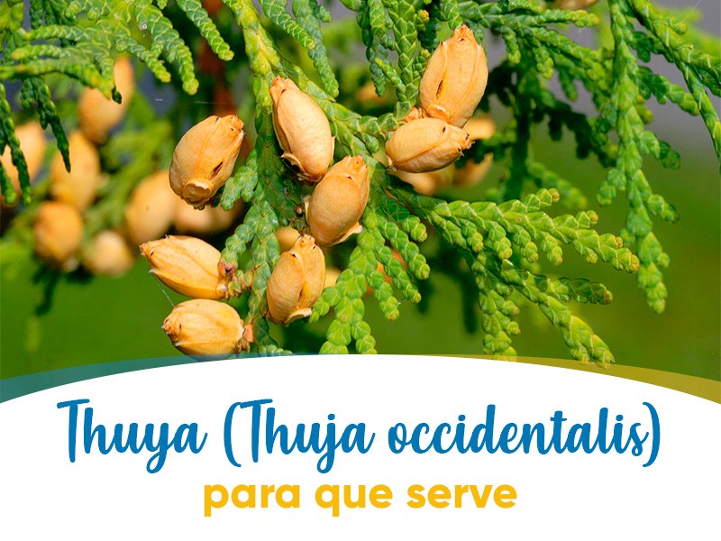 Thuya ou Thuja occidentalis: para que serve